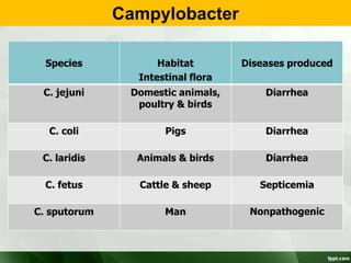 Campylobacter & Helicobacter.ppt