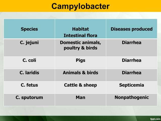 Campylobacter & Helicobacter.ppt