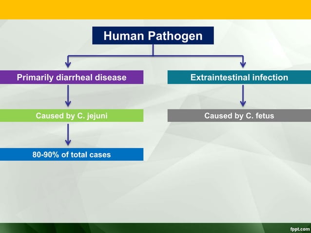Campylobacter & Helicobacter.ppt