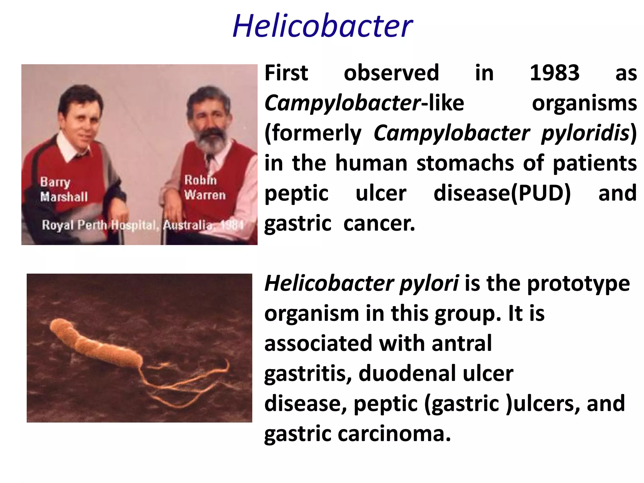 Campylobacter & helicobacter dr. negi | PPTX