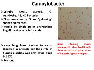 Campylobacter & helicobacter dr. negi | PPTX