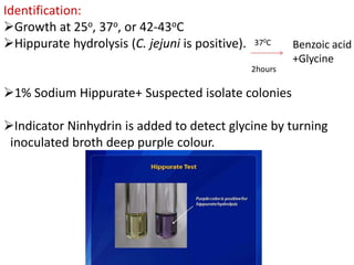 Campylobacter & helicobacter dr. negi | PPTX