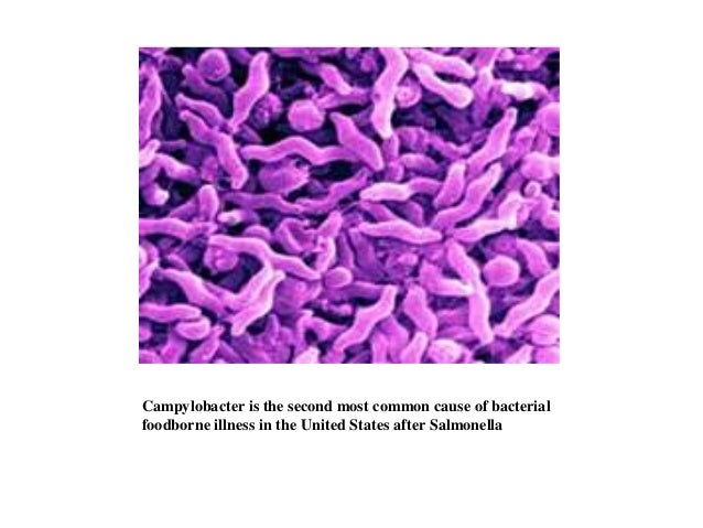 Campylobacter & helicobacter dr. negi