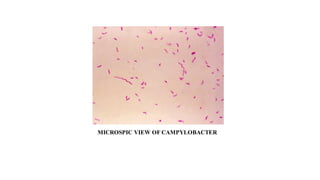 Campylobacter, Helicobactor and Legionella (1).pdf