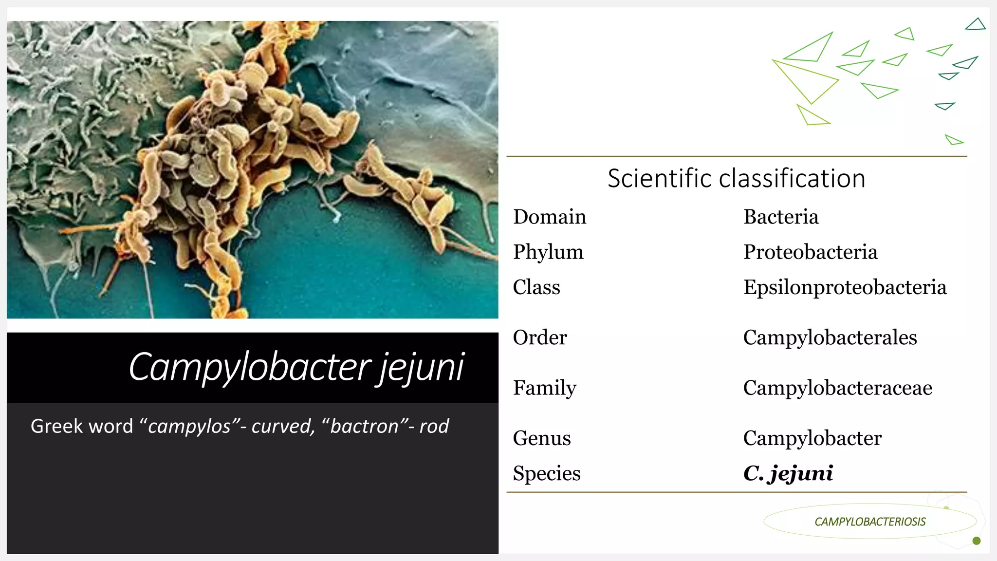 Campylobacteriosis | PPSX