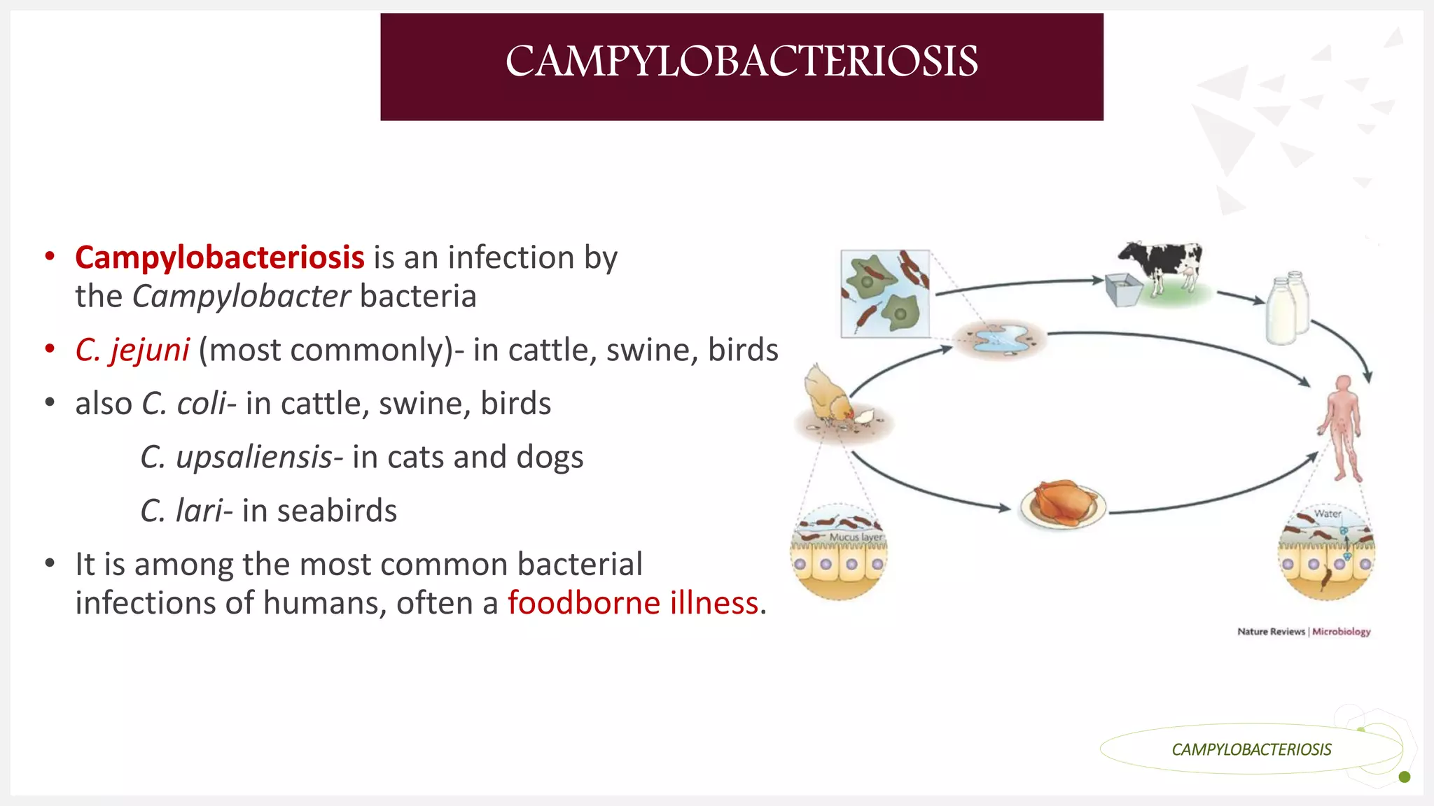 Campylobacteriosis | PPSX