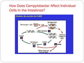 Campylobacter jejuni | PPT