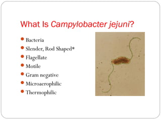 Campylobacter jejuni | PPT