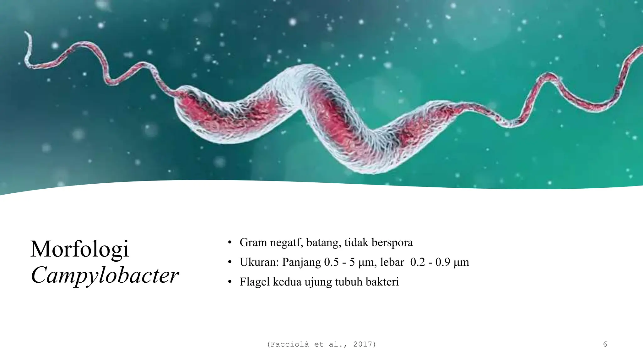 Campylobacter Introducction Microbiology.pptx