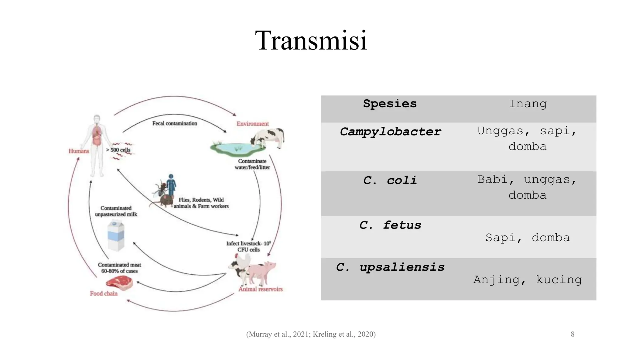 Campylobacter Introducction Microbiology.pptx