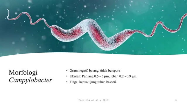 Campylobacter Introducction Microbiology.pptx
