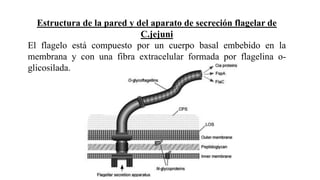 Campylobacter spp | PPTX