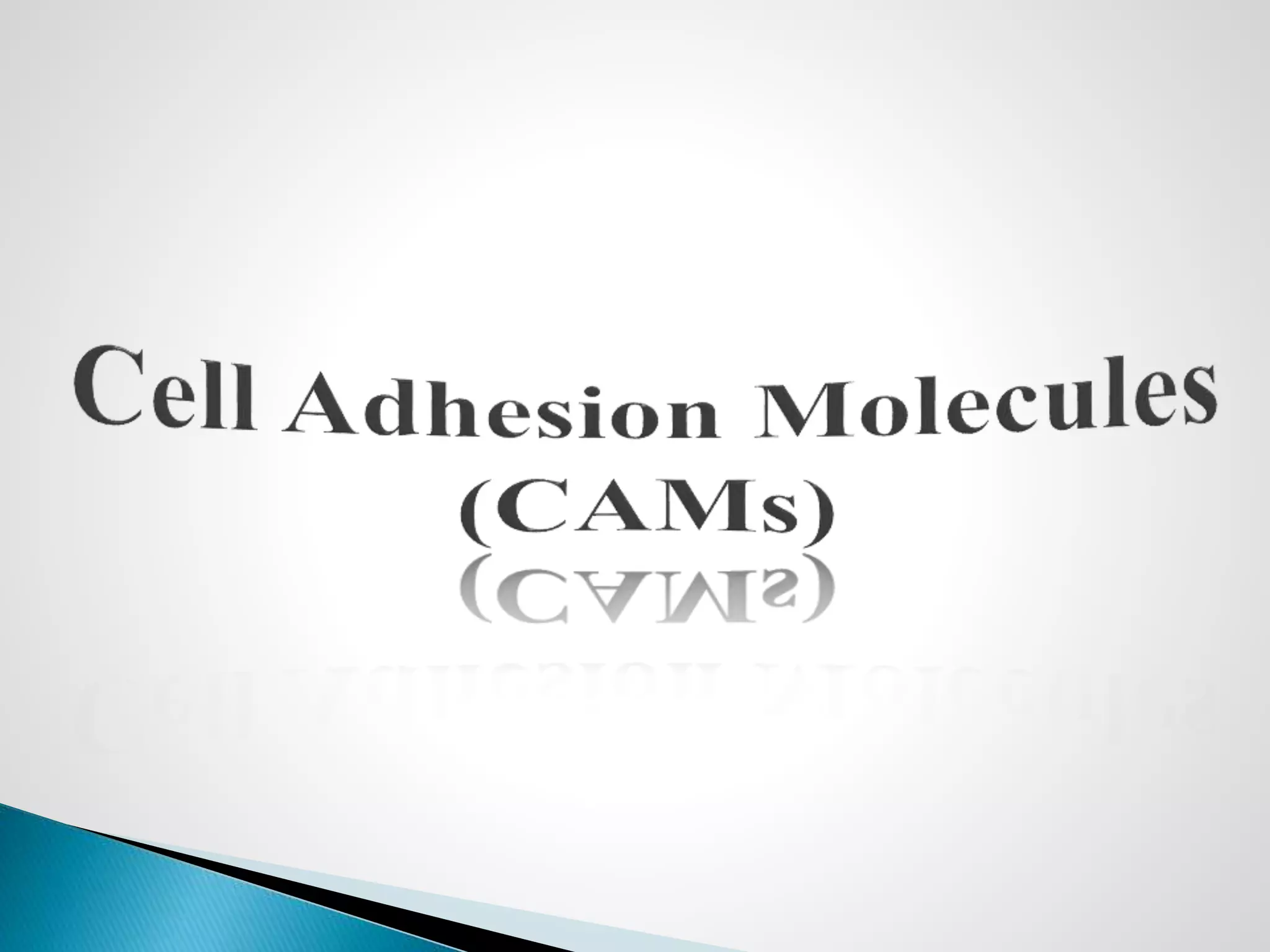 cell adhesion molecules | PPTX