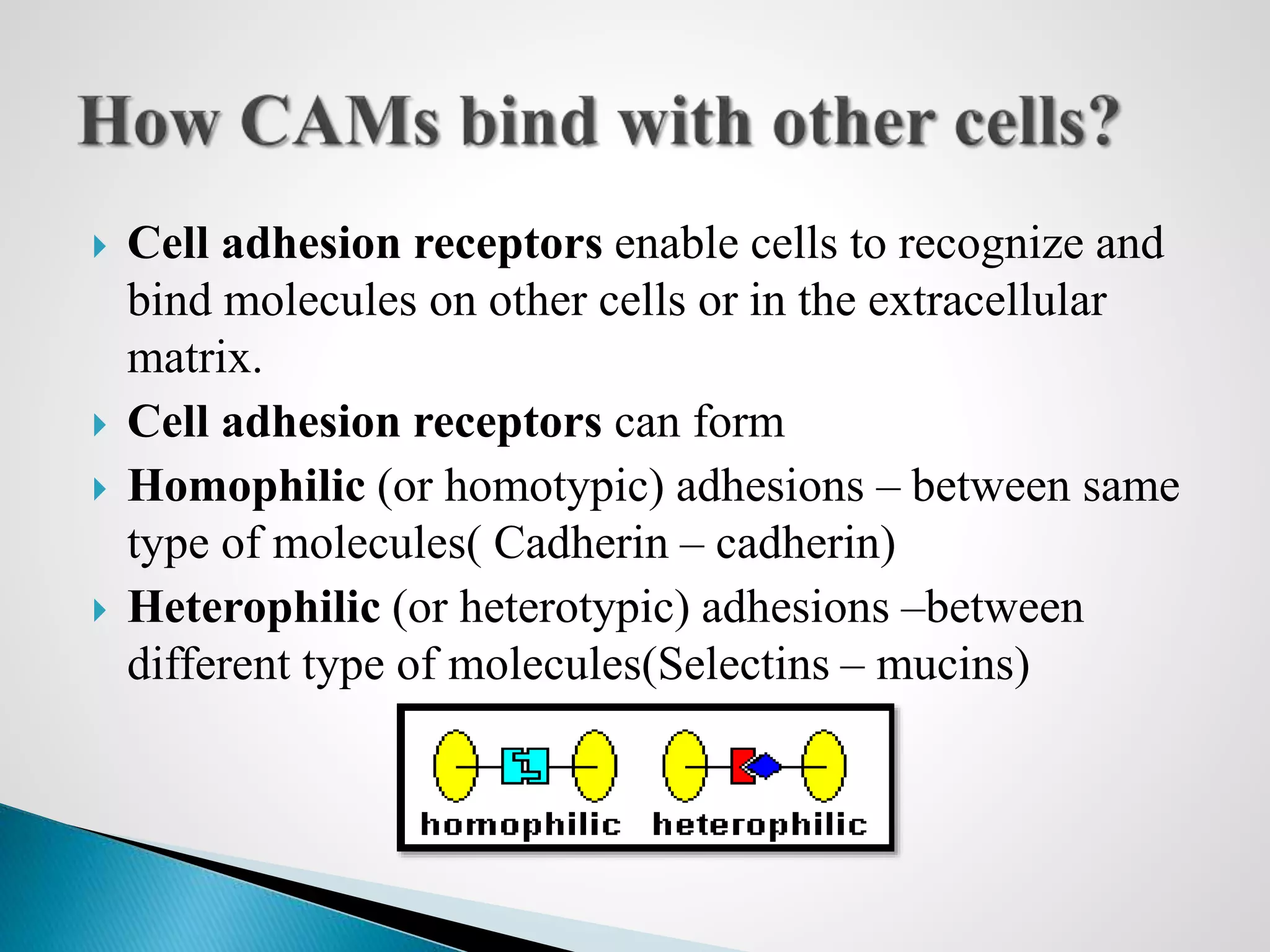 cell adhesion molecules | PPTX