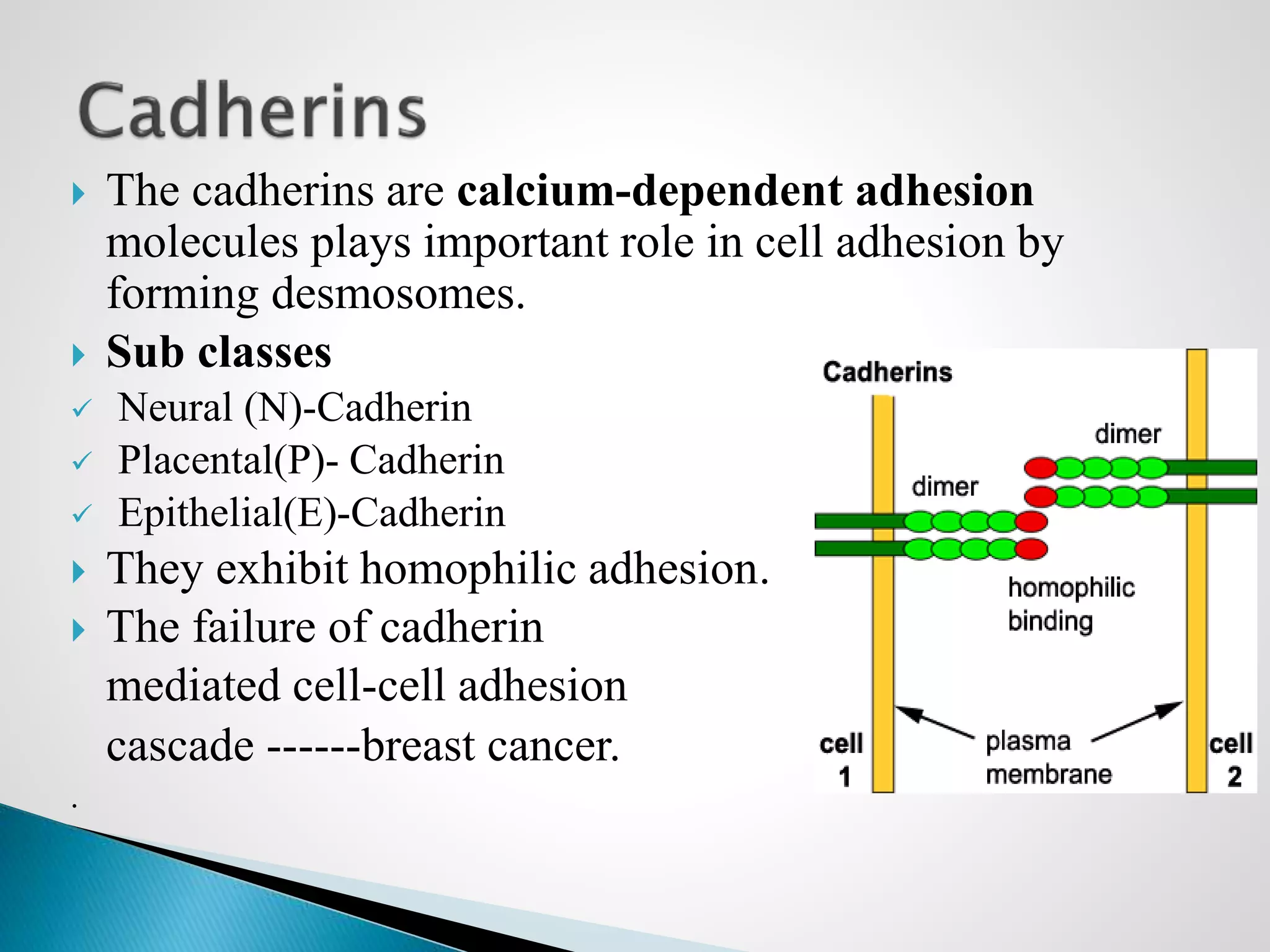 cell adhesion molecules | PPTX