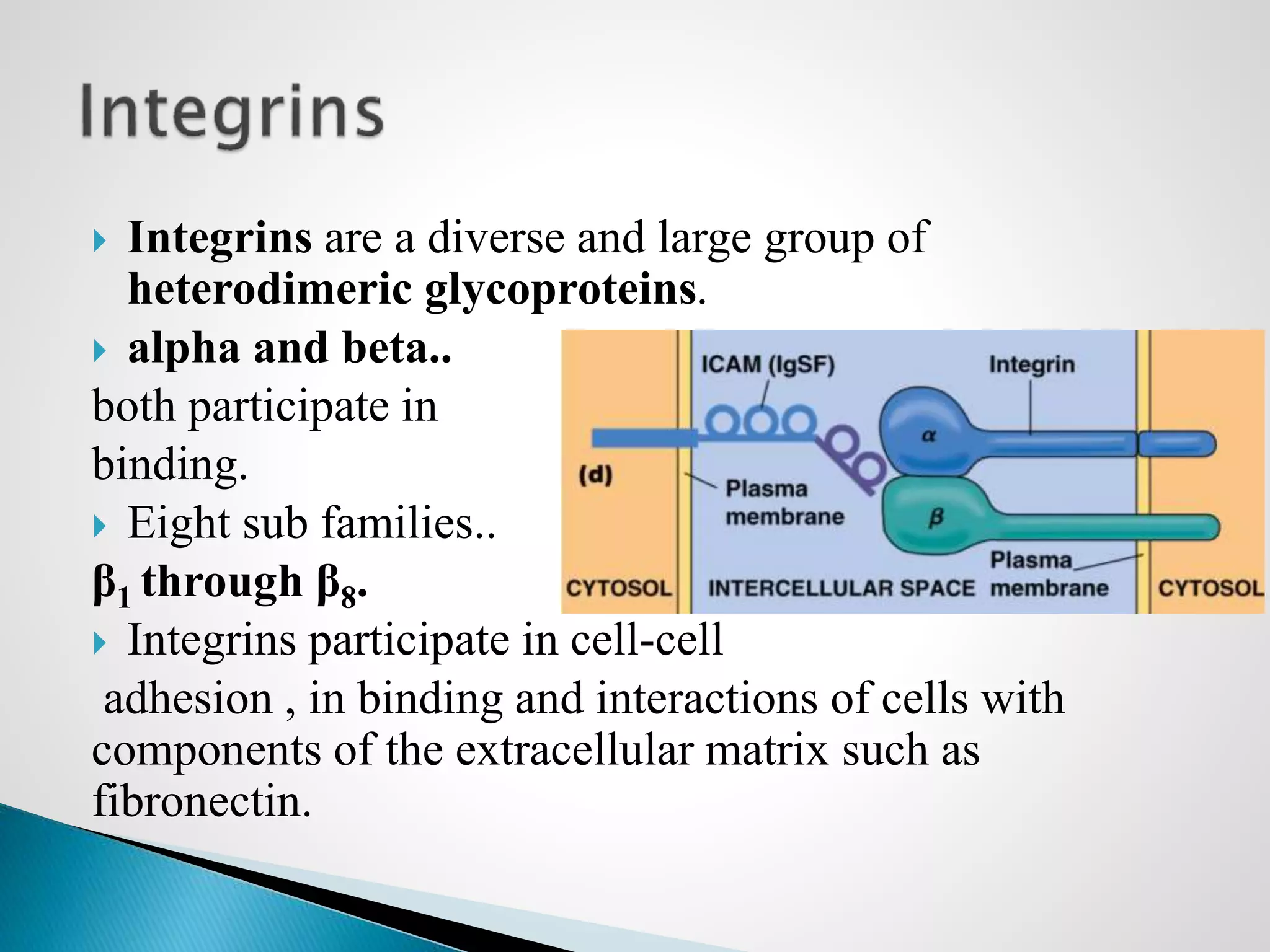 cell adhesion molecules | PPTX