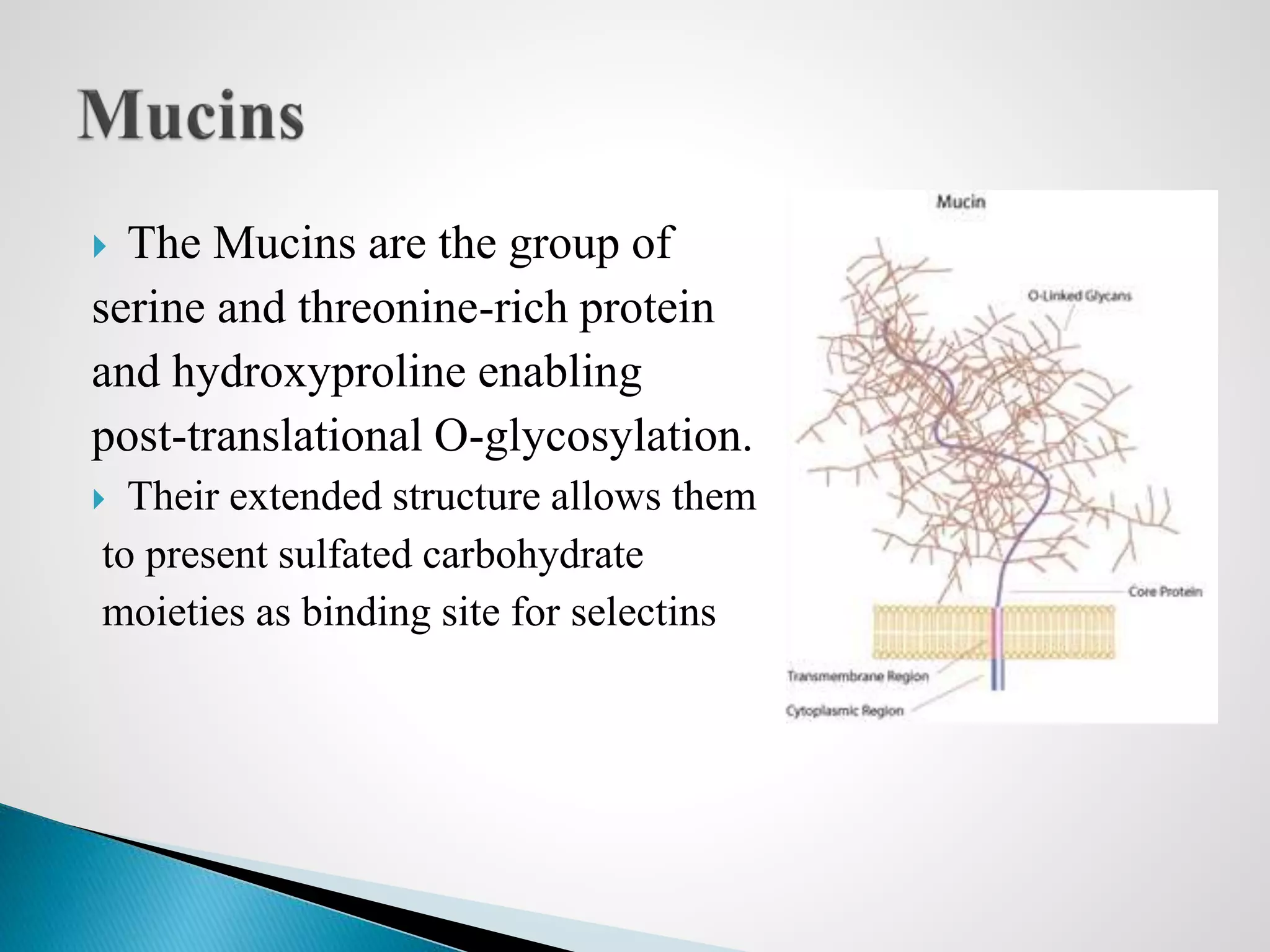 cell adhesion molecules | PPTX