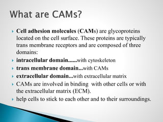cell adhesion molecules | PPTX