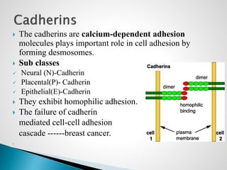 cell adhesion molecules | PPTX