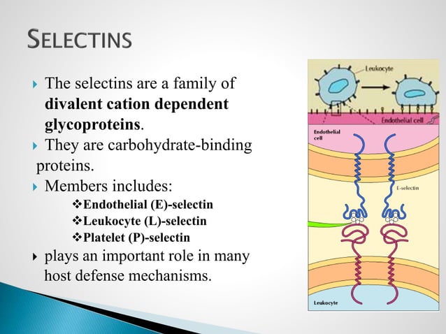 cell adhesion molecules | PPTX