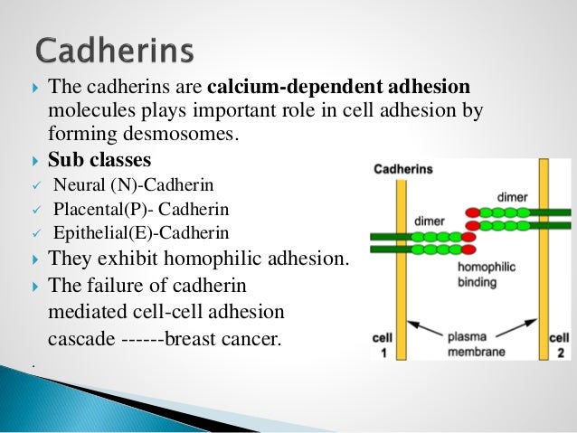 cell adhesion molecules cell adhesion molecules
