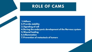 Physiology of Cell Adhesion Molecules (CAMs) | PDF