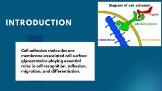 Physiology of Cell Adhesion Molecules (CAMs) | PDF