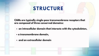 Physiology of Cell Adhesion Molecules (CAMs) | PDF