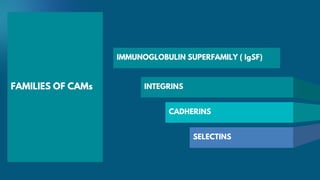 Physiology of Cell Adhesion Molecules (CAMs) | PDF