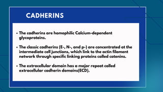 Physiology of Cell Adhesion Molecules (CAMs) | PDF