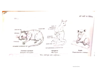 कीटभोजी स्तनधारी (Insectivorous), Marsupials, Egg Laying Mammals ( अंडे देने वाले स्तनधारी ...