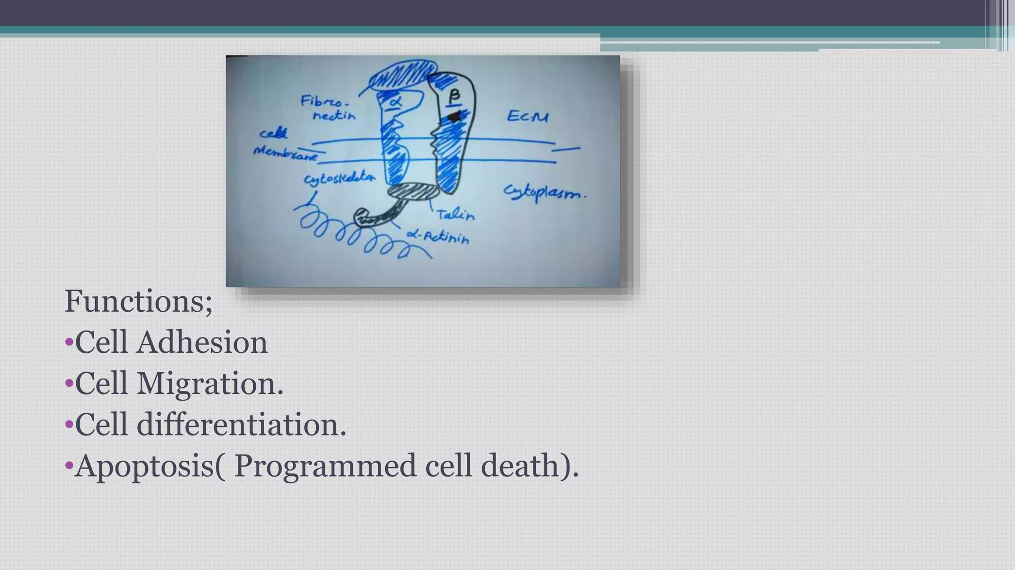 Cell Adhesion Molecules(cams) and its types, Cadherins and Integrins ...
