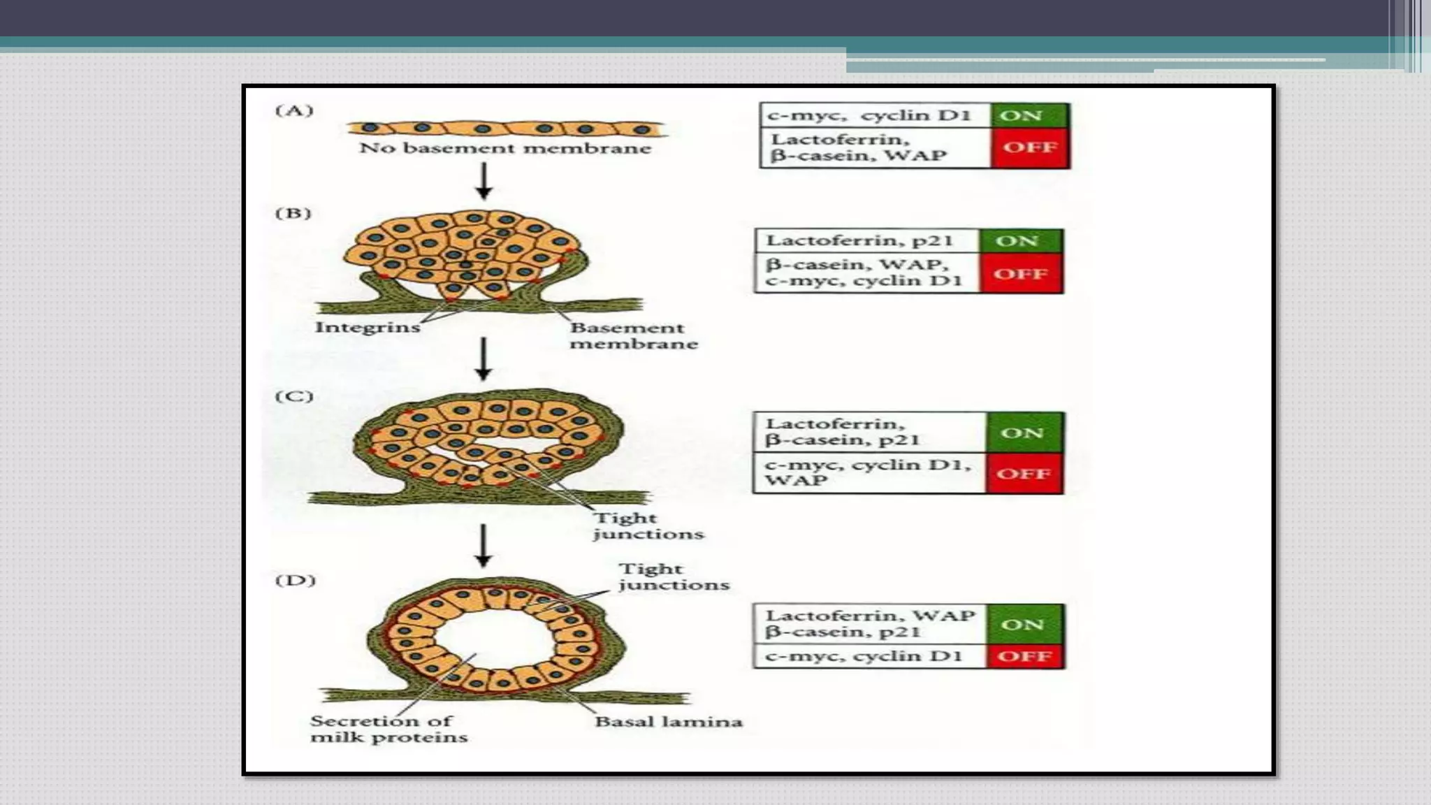 Cell Adhesion Molecules(cams) and its types, Cadherins and Integrins ...