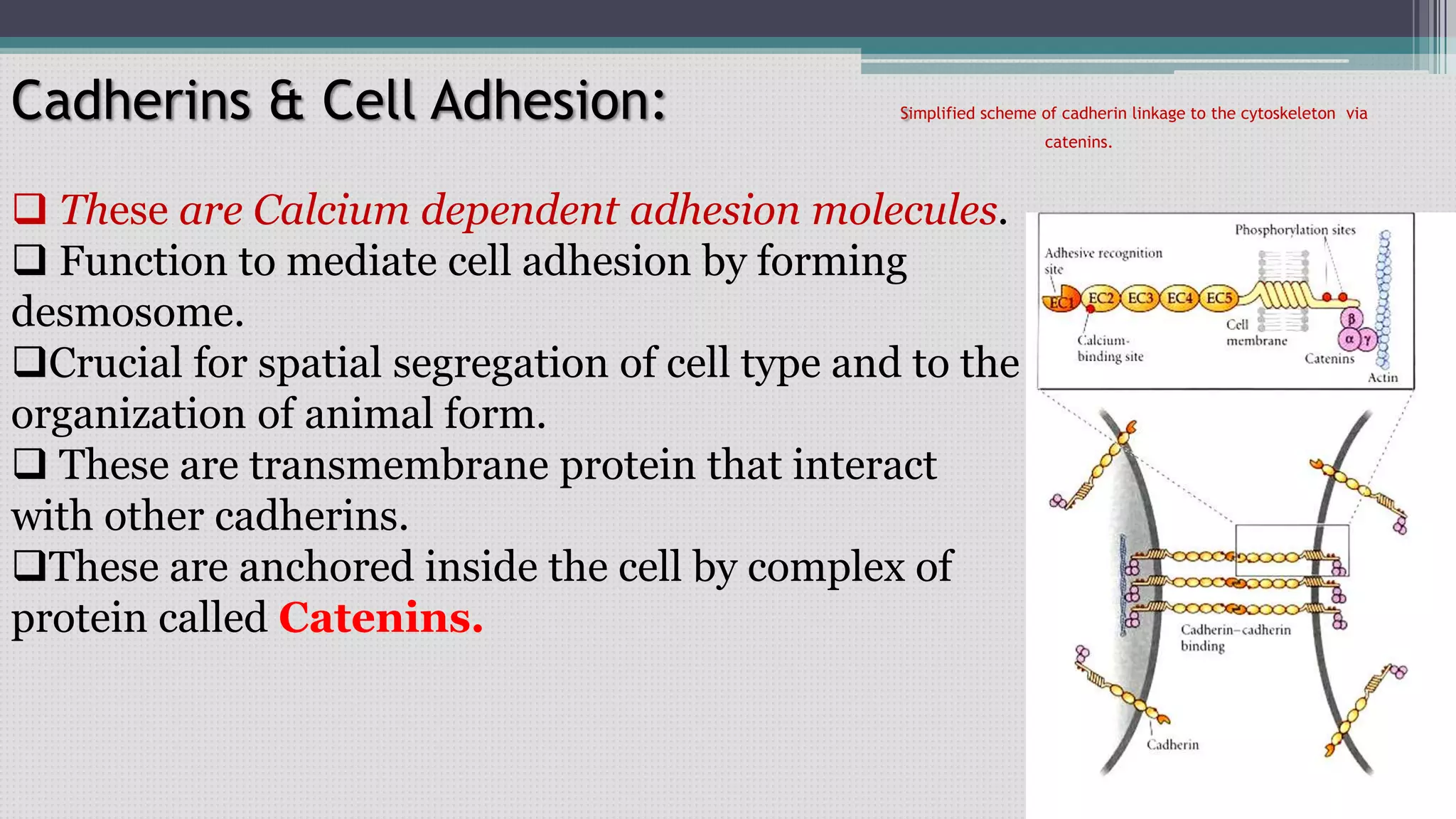 Cell Adhesion Molecules(cams) and its types, Cadherins and Integrins and integrin signaling | PPTX