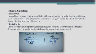 Cell Adhesion Molecules(cams) and its types, Cadherins and Integrins ...