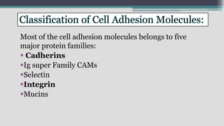 Cell Adhesion Molecules(cams) and its types, Cadherins and Integrins ...