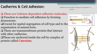 Cell Adhesion Molecules(cams) and its types, Cadherins and Integrins ...