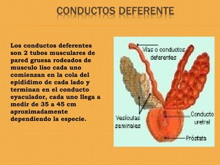 Anatomía del Órgano Reproductor Masculino | PPT