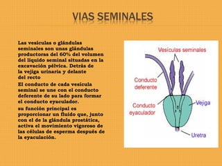 Anatomía del Órgano Reproductor Masculino | PPT