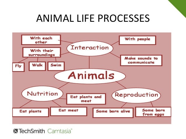 UNIT 1. LIVING THINGS AND NON LIVING THINGS