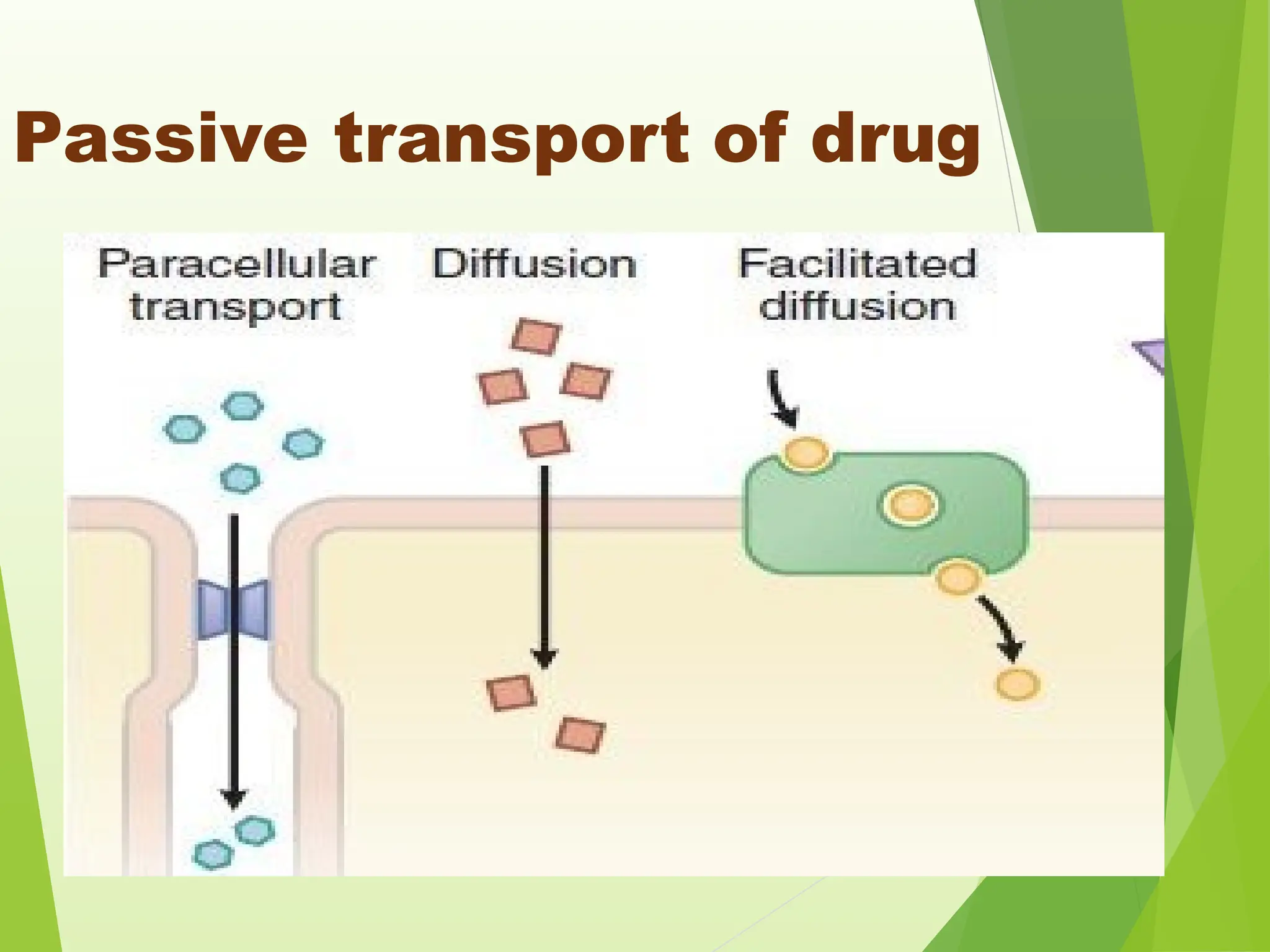 absorption of drugs through various routes | PPT