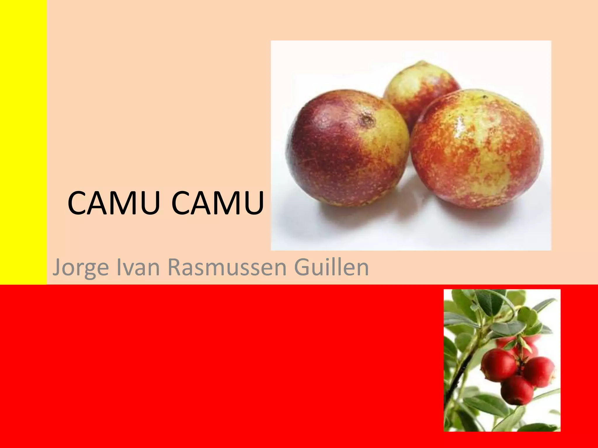 CAMU CAMU dtermino.ppt