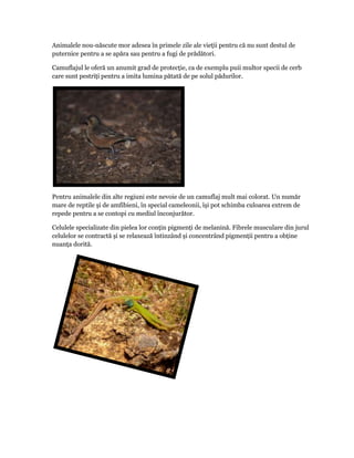 Camuflajul | DOCX