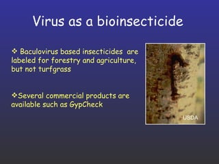 Using a naturally occurring virus to manage insects in turfgrass ...