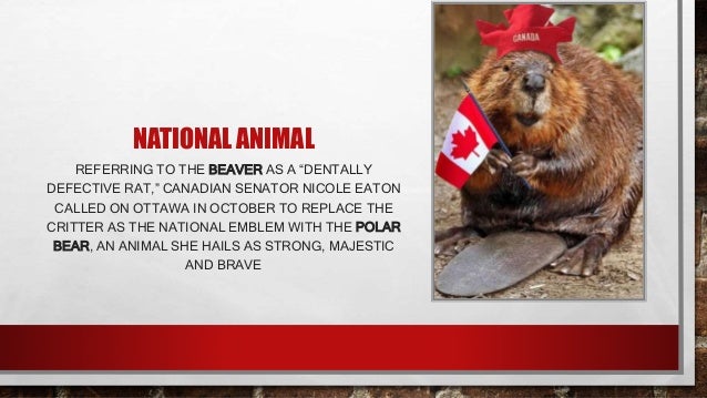 Canada National Animal Symbol