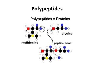 Polypeptides: definition, their functions and structure