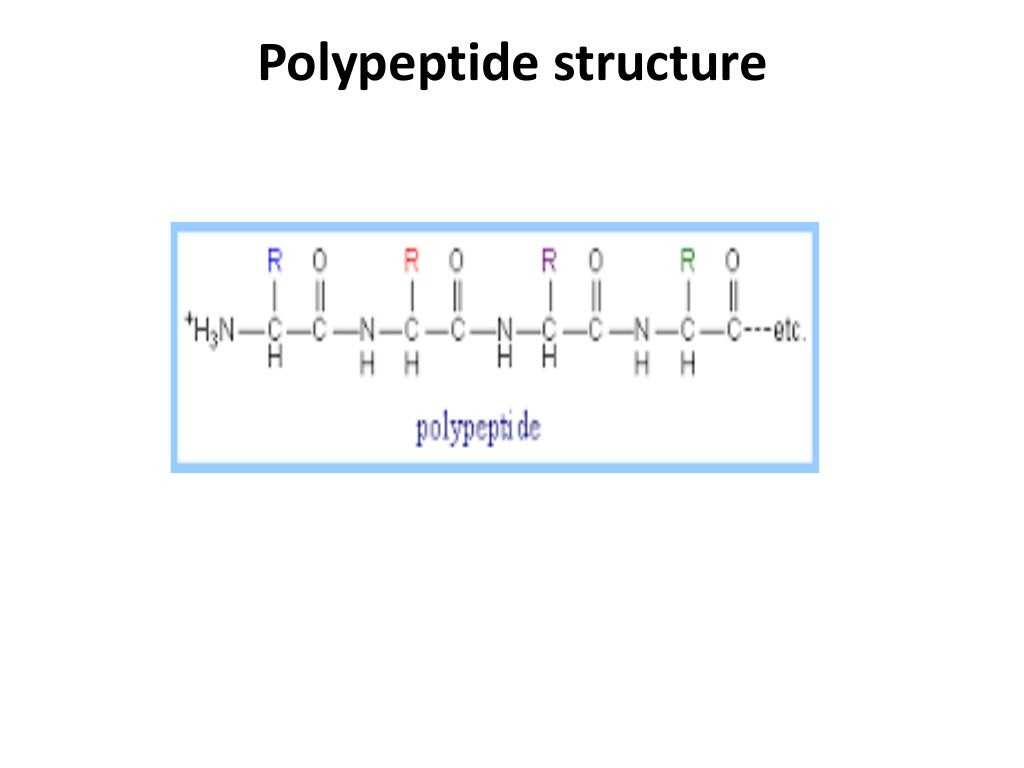 Polypeptides: definition, their functions and structure