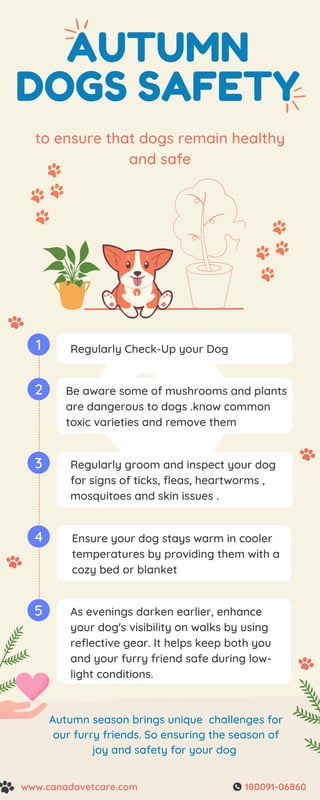 5 safety tips keeping dogs healthy in autumn season | PDF