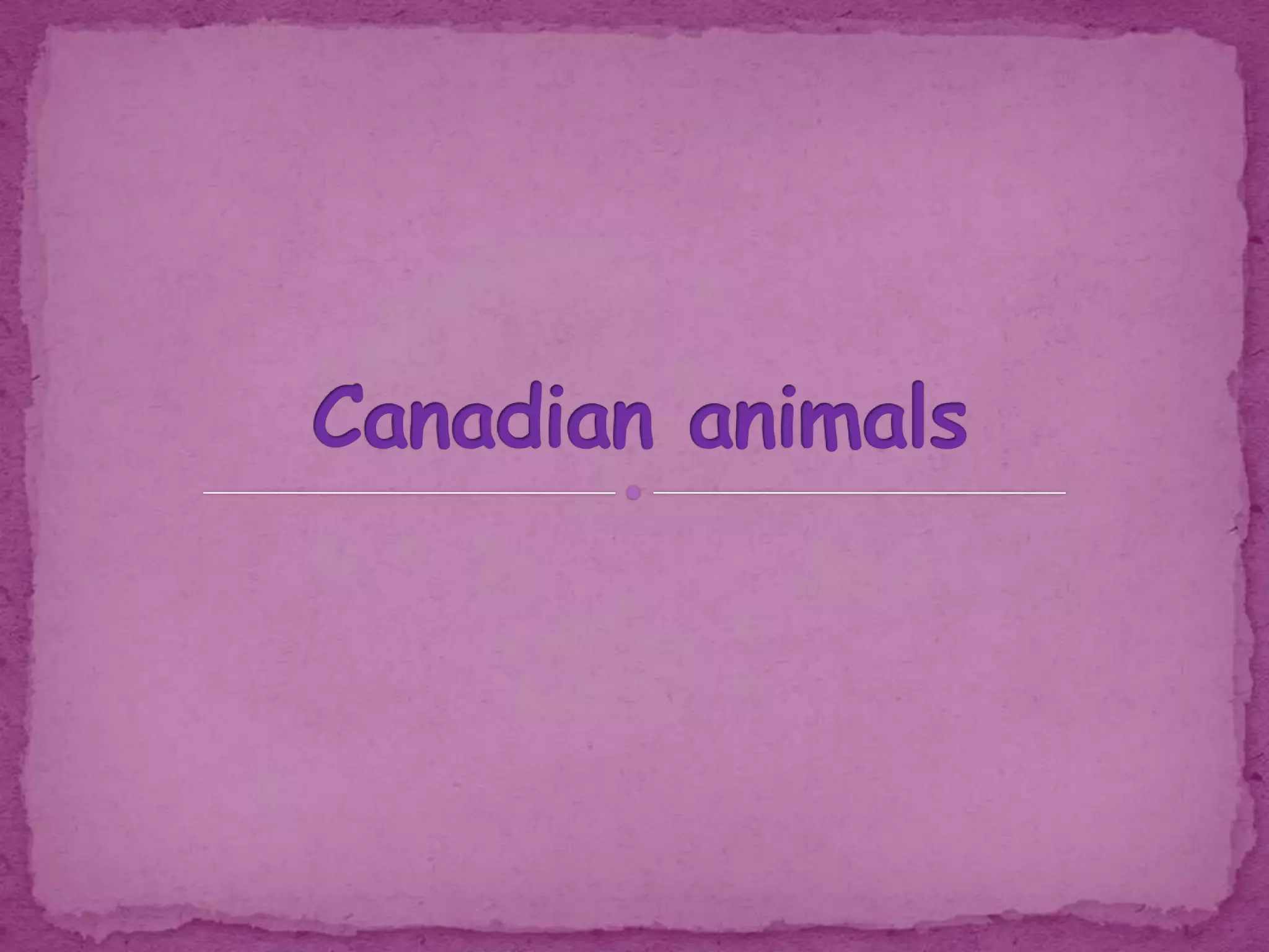 Canadian Animals | PPTX