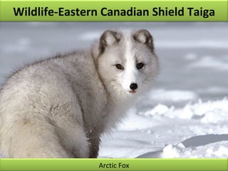 Canadian Shield Animals